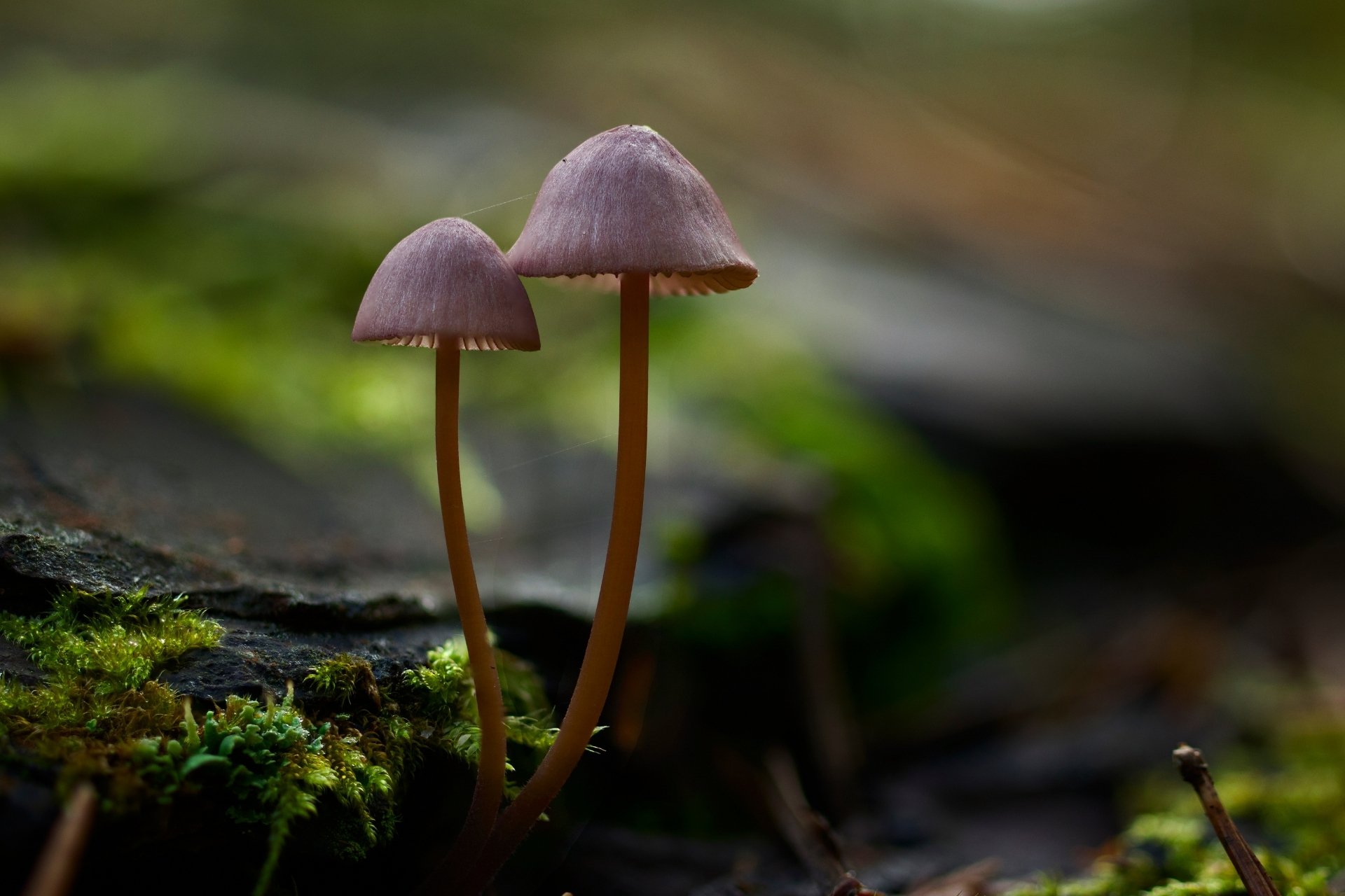 Psilocybin: from psychedelic to anti-aging agent
